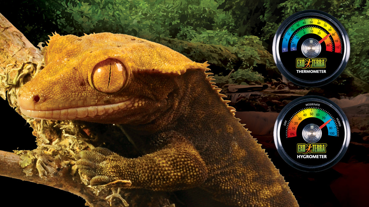Exo Terra Thermometer Analogue – DE Aquatic